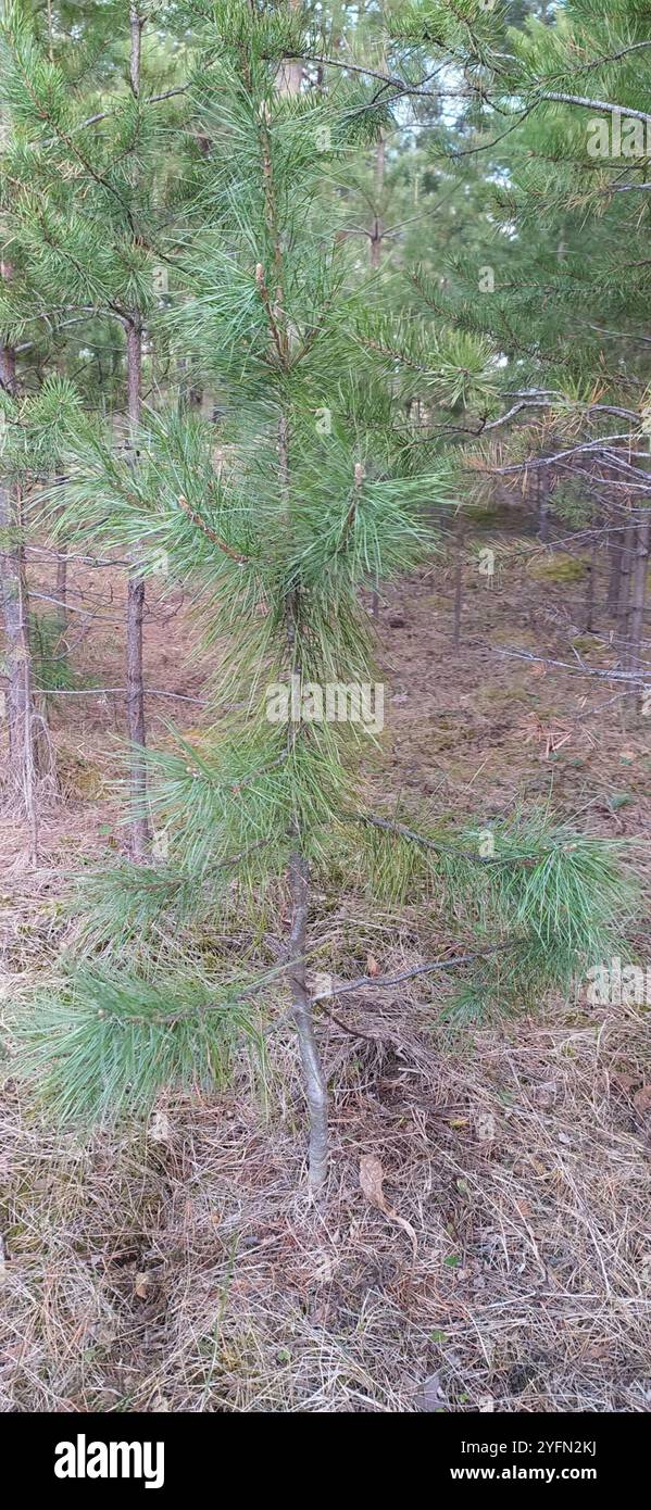Siberian pine (Pinus sibirica Stock Photo - Alamy