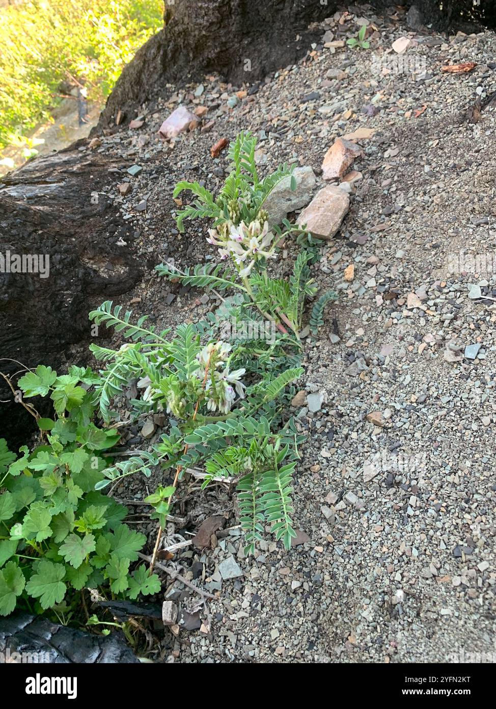 Ground-plum (Astragalus crassicarpus Stock Photo - Alamy