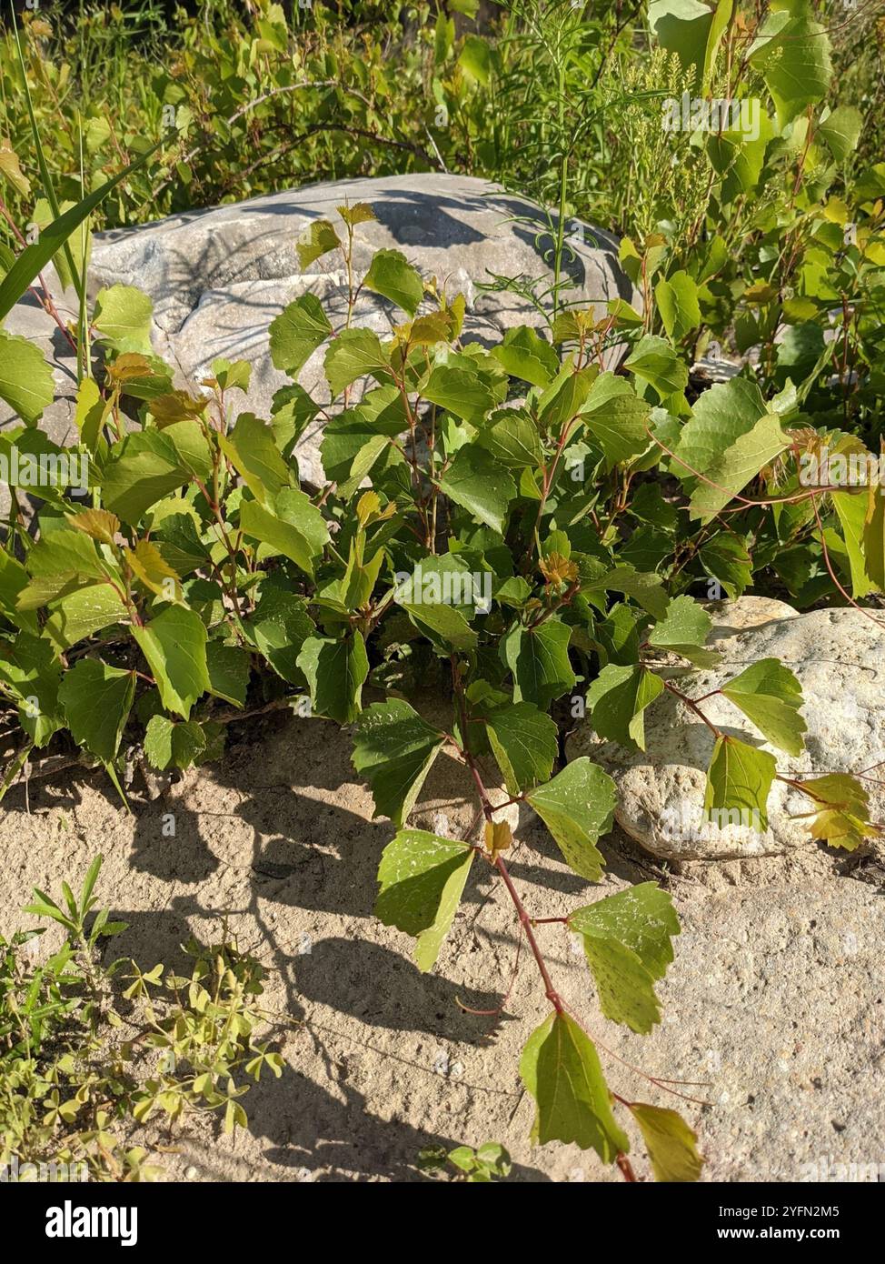 sand grape (Vitis rupestris Stock Photo - Alamy