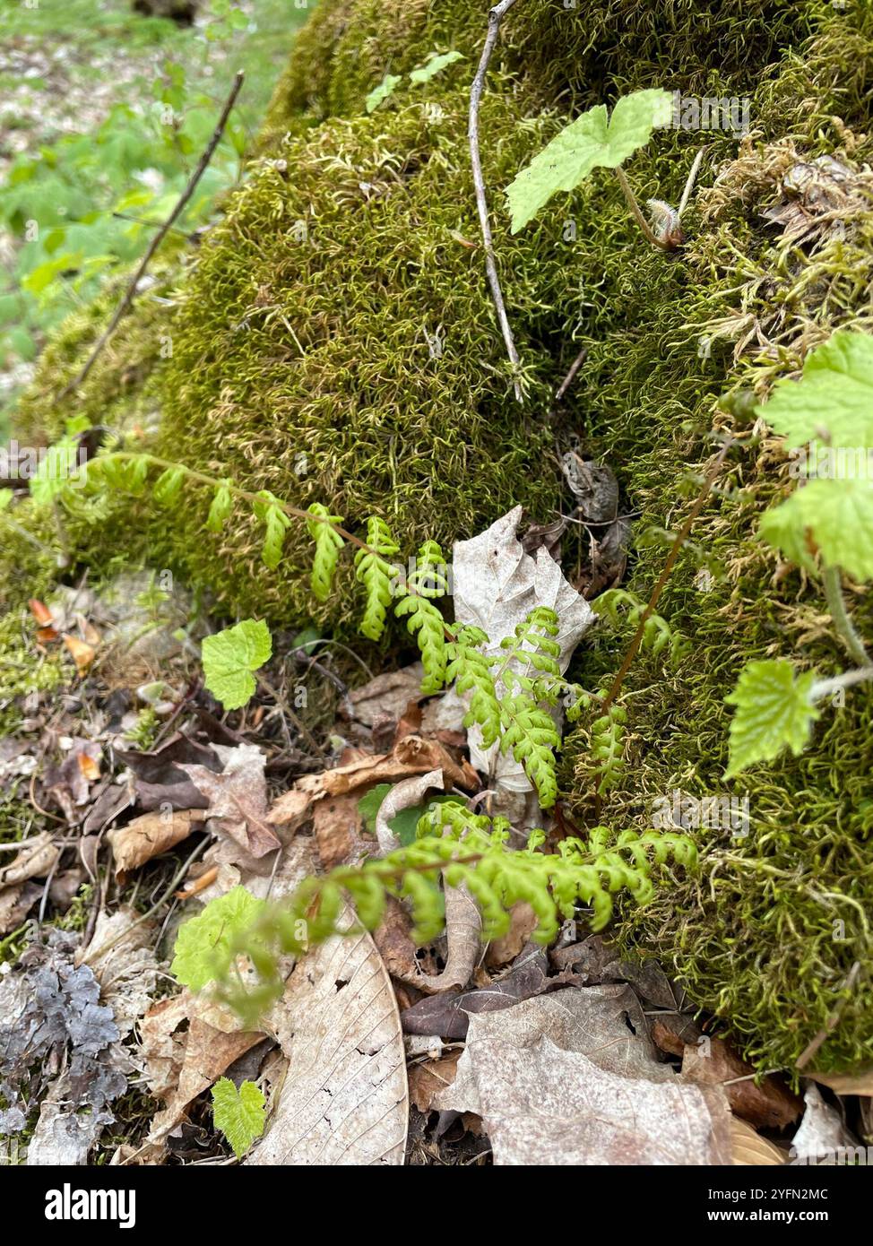 bulblet fern (Cystopteris bulbifera Stock Photo - Alamy
