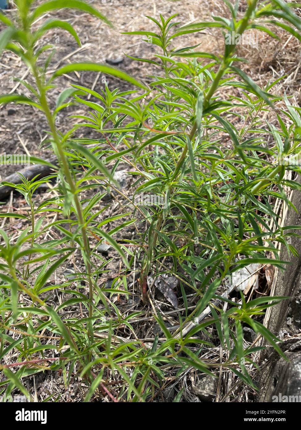 Stinkwort (Dittrichia graveolens Stock Photo - Alamy
