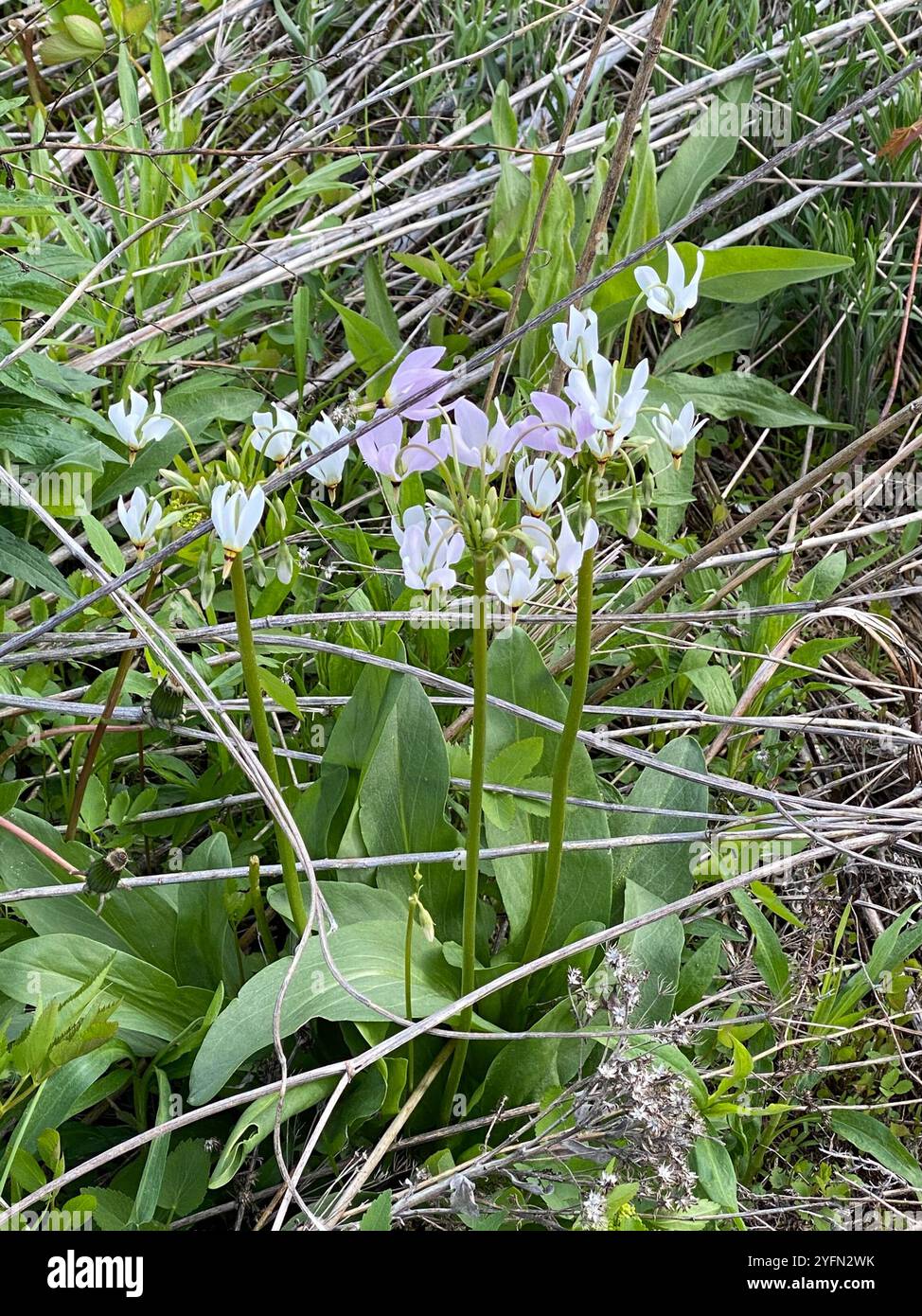 eastern shooting star (Primula meadia Stock Photo - Alamy