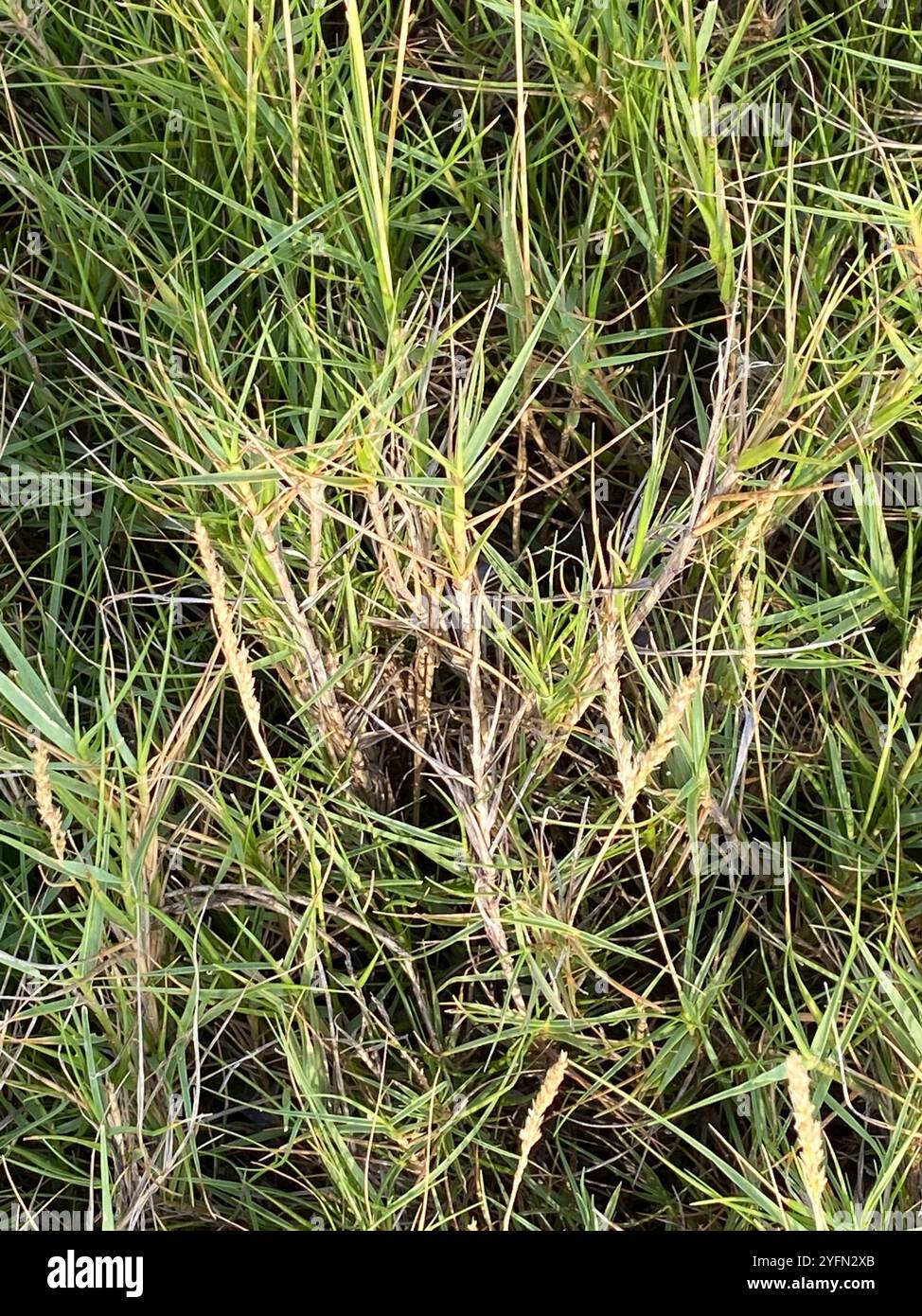 seashore dropseed (Sporobolus virginicus Stock Photo - Alamy