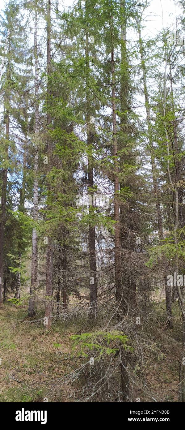 finnish spruce (Picea × fennica Stock Photo - Alamy