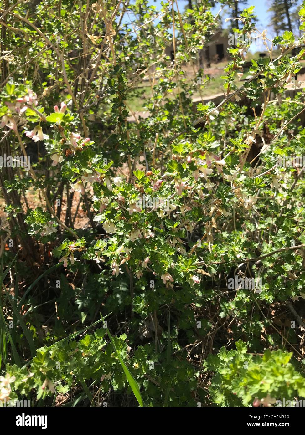 Wax currant ribes cereum hi-res stock photography and images - Alamy