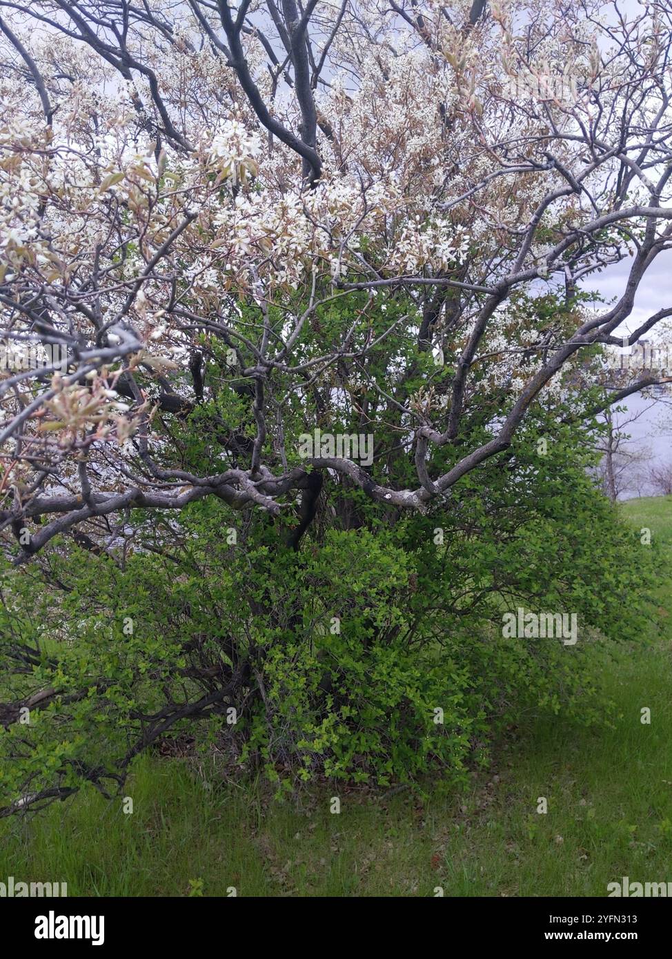 common serviceberry (Amelanchier arborea Stock Photo - Alamy