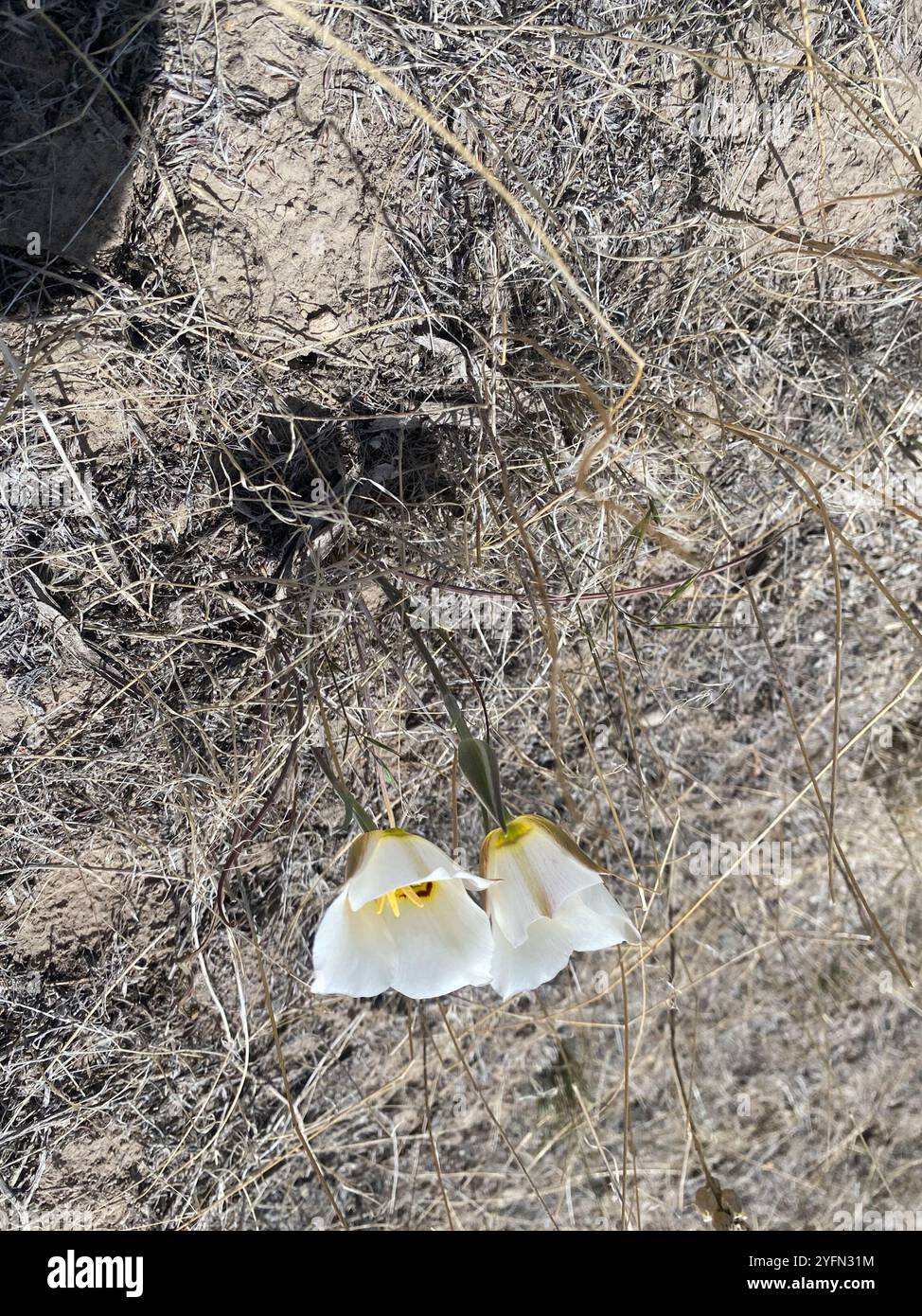 Sego lily calochortus nuttallii hi-res stock photography and images - Alamy