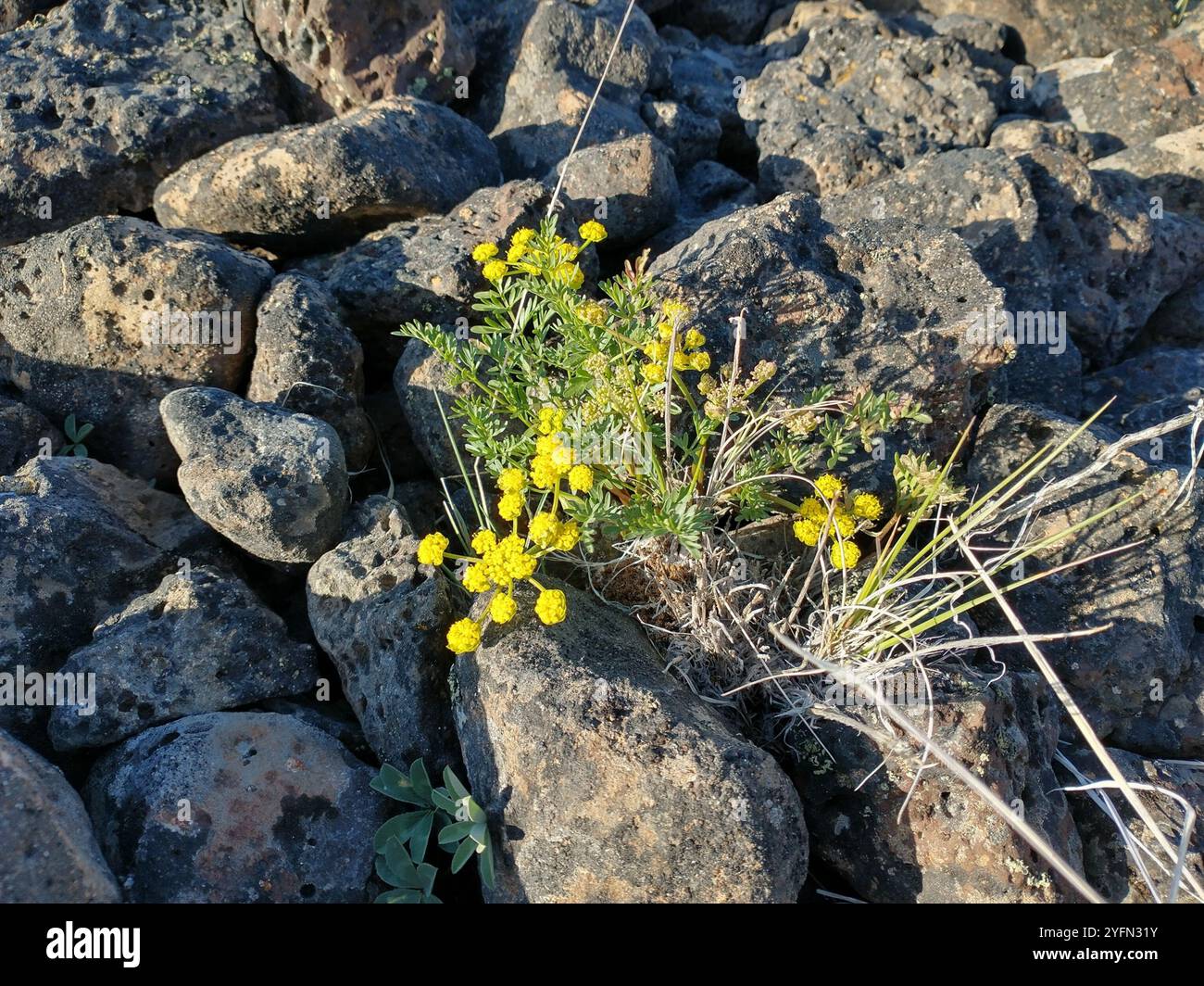 Lomatium root hi-res stock photography and images - Alamy