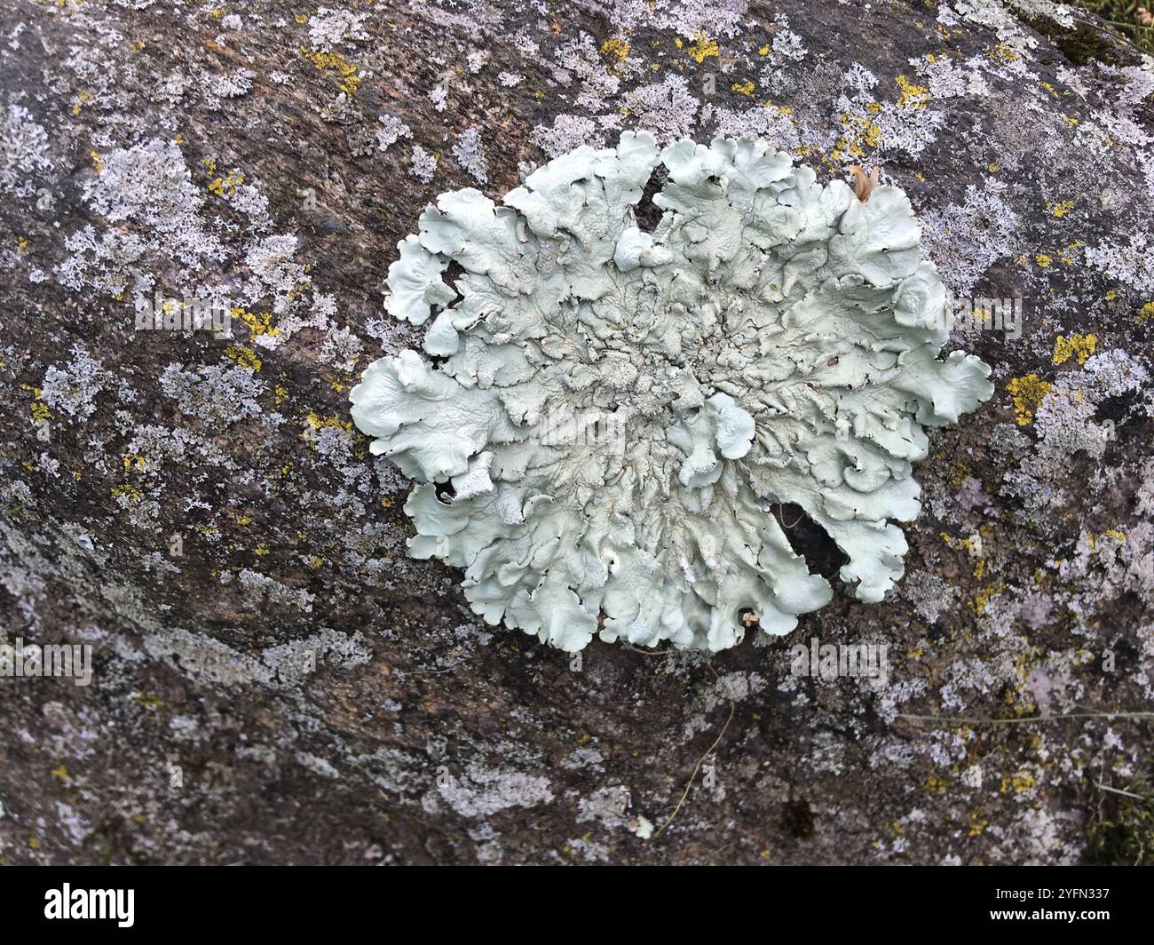 common greenshield lichen (Flavoparmelia caperata Stock Photo - Alamy