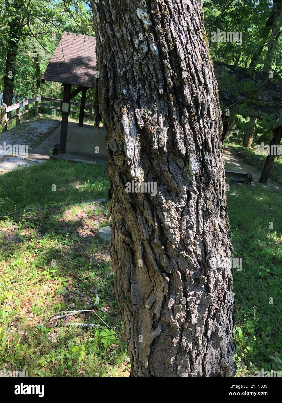 sand post oak (Quercus margaretiae Stock Photo - Alamy