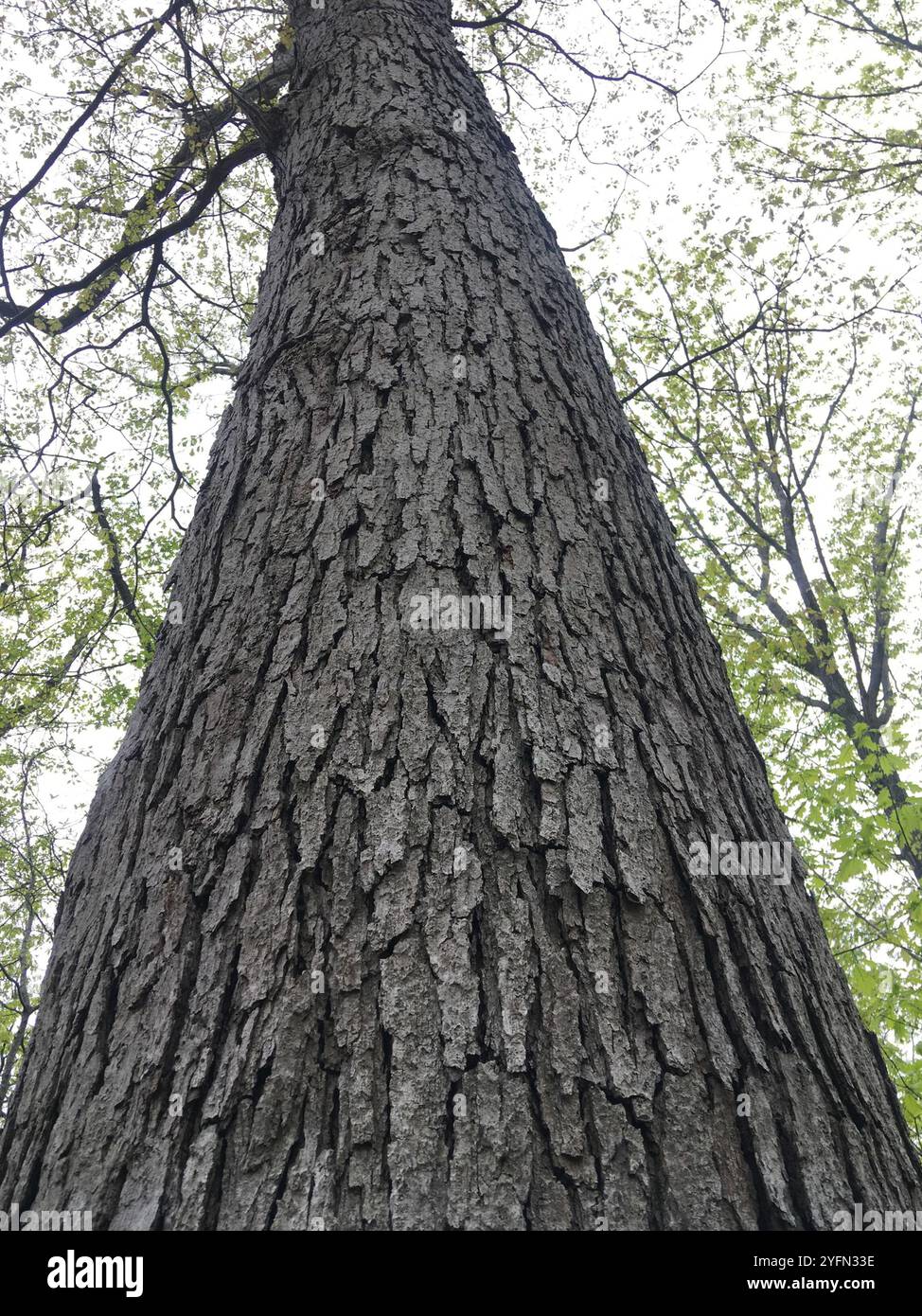 white oak (Quercus alba Stock Photo - Alamy