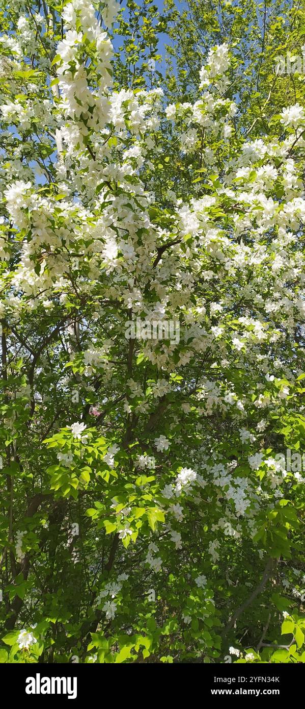 Siberian crabapple (Malus baccata Stock Photo - Alamy