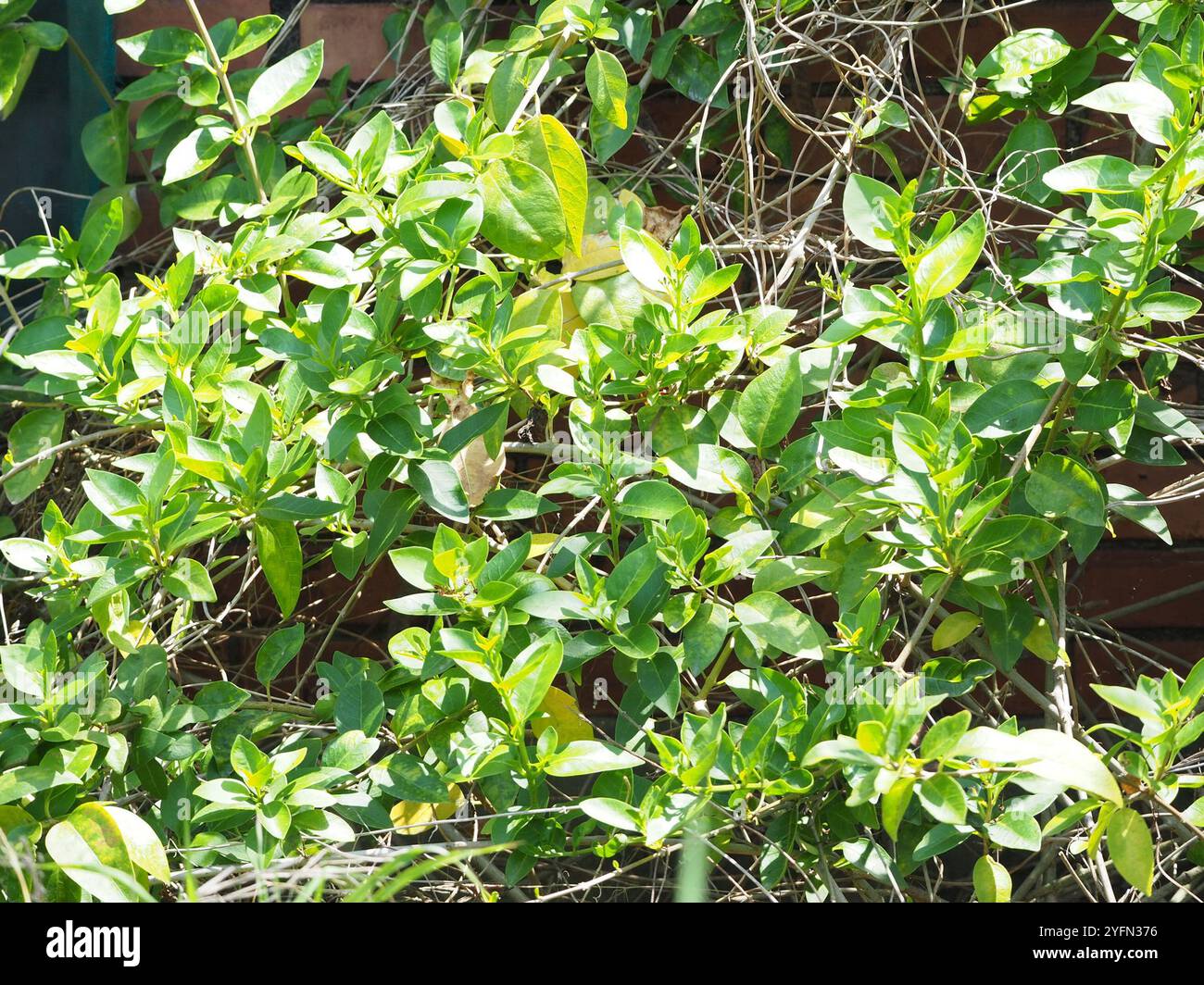 scrambling clerodendrum (Volkameria inermis Stock Photo - Alamy