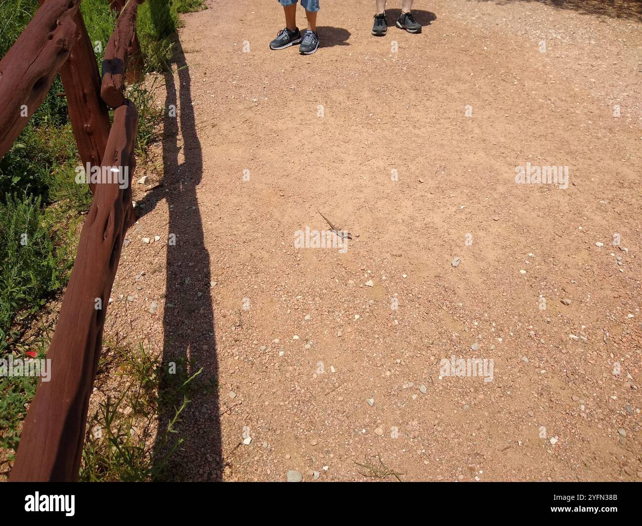 Common Spotted Whiptail (Aspidoscelis gularis Stock Photo - Alamy