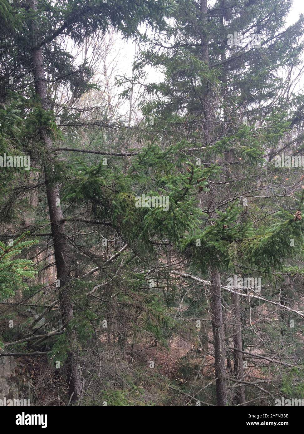 red spruce (Picea rubens Stock Photo - Alamy