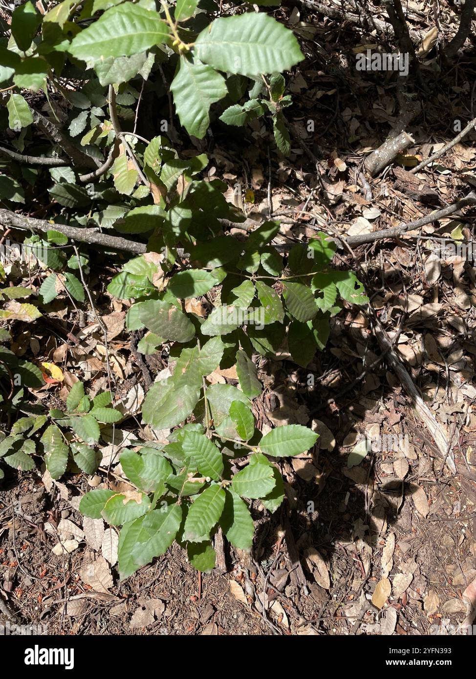 Tanoak (Notholithocarpus densiflorus Stock Photo - Alamy