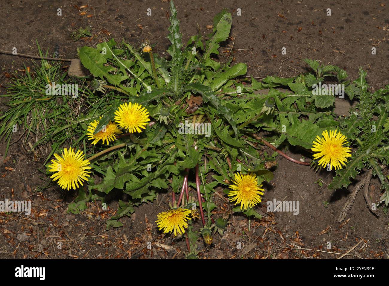 common dandelion (Taraxacum officinale Stock Photo - Alamy