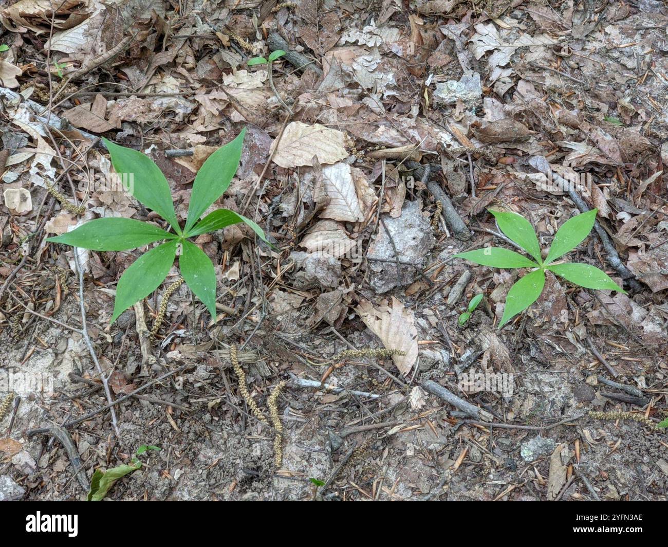 Cucumber Root (Medeola virginiana Stock Photo - Alamy