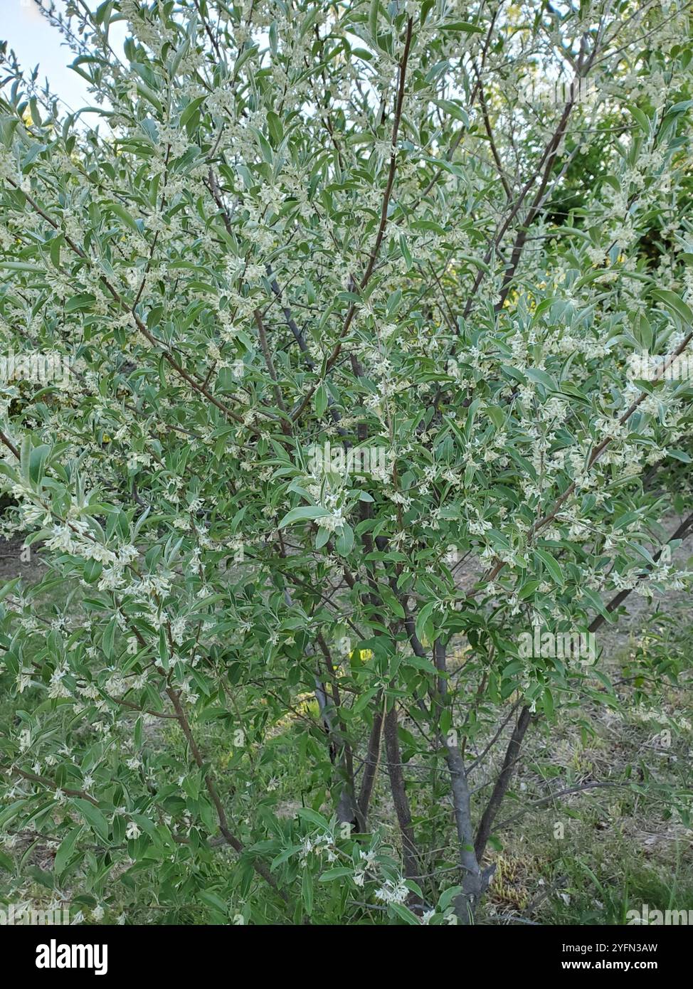 autumn olive (Elaeagnus umbellata Stock Photo - Alamy