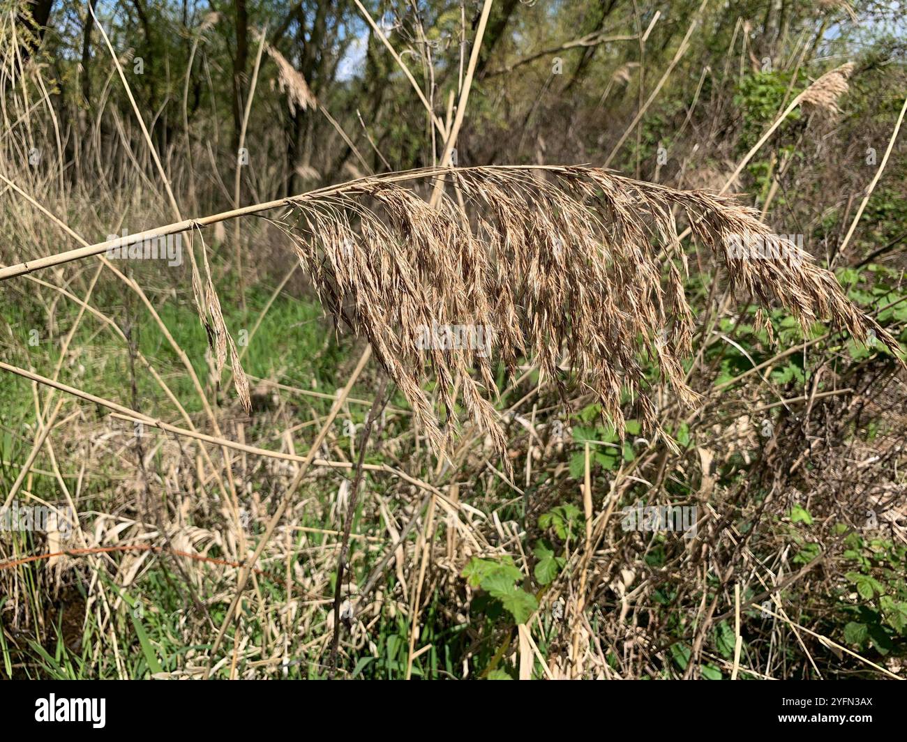 common reed (Phragmites australis Stock Photo - Alamy