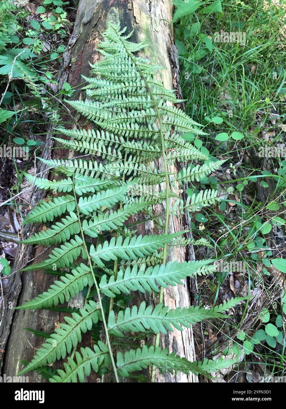 southern wood fern (Dryopteris ludoviciana Stock Photo - Alamy