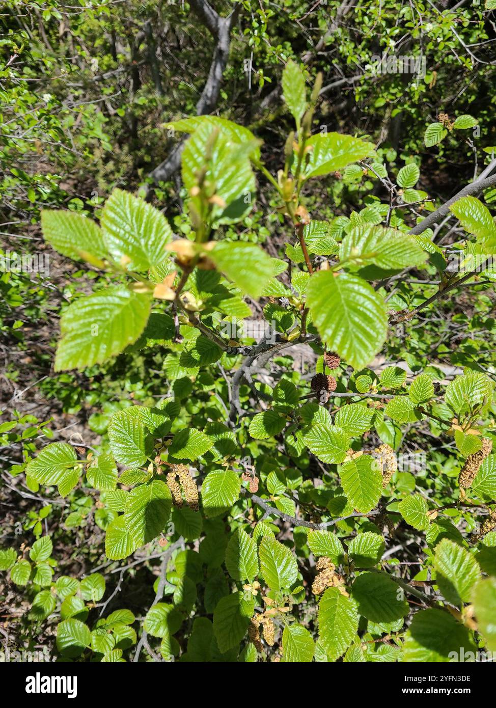 green alder (Alnus alnobetula Stock Photo - Alamy