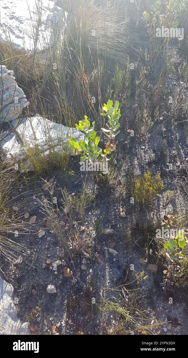 Poorflower Babooncabbage (Othonna parviflora Stock Photo - Alamy