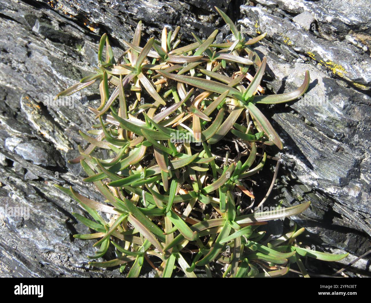 Sea Plantain (Plantago maritima Stock Photo - Alamy