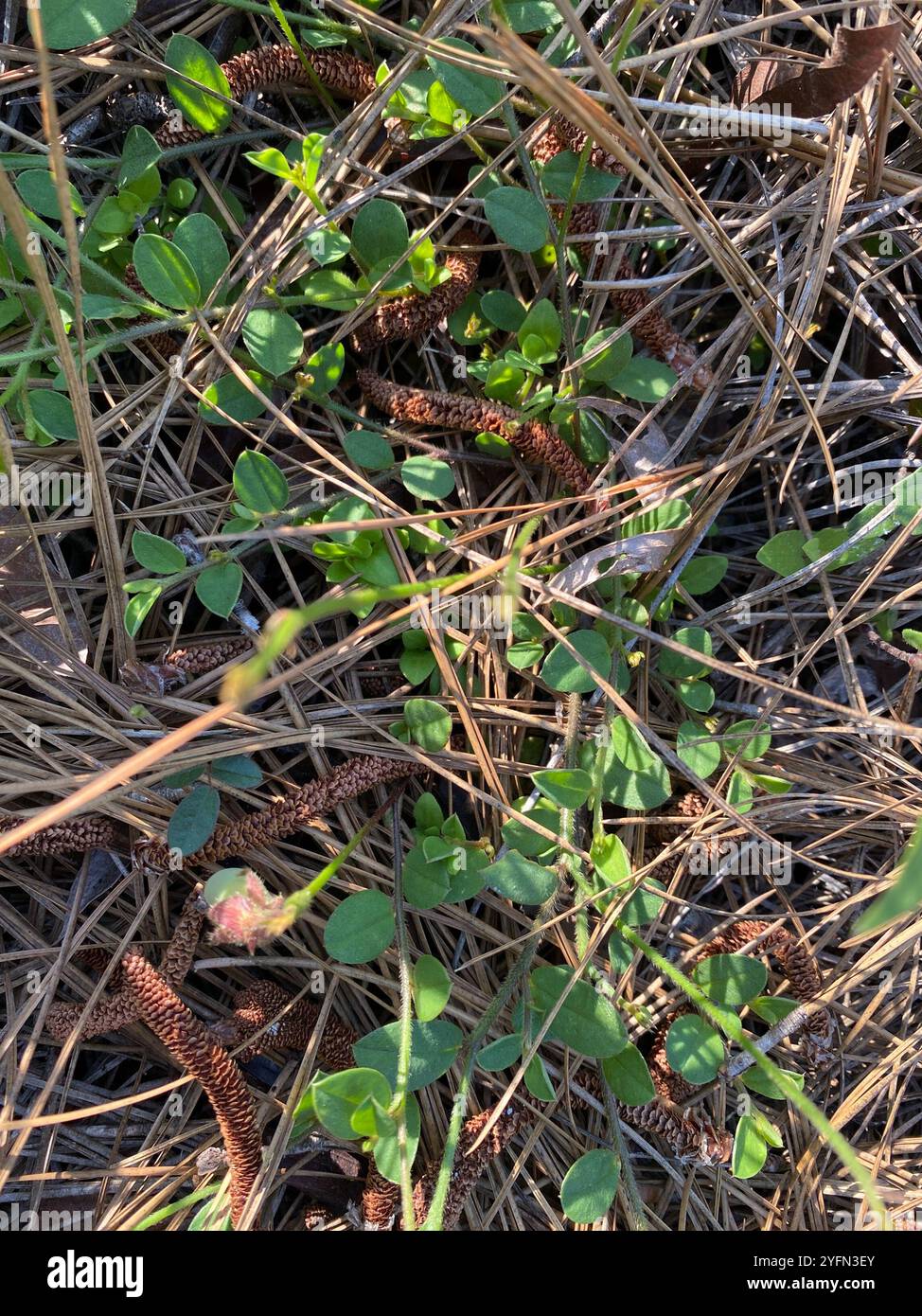 Rabbitbells (Crotalaria rotundifolia Stock Photo - Alamy