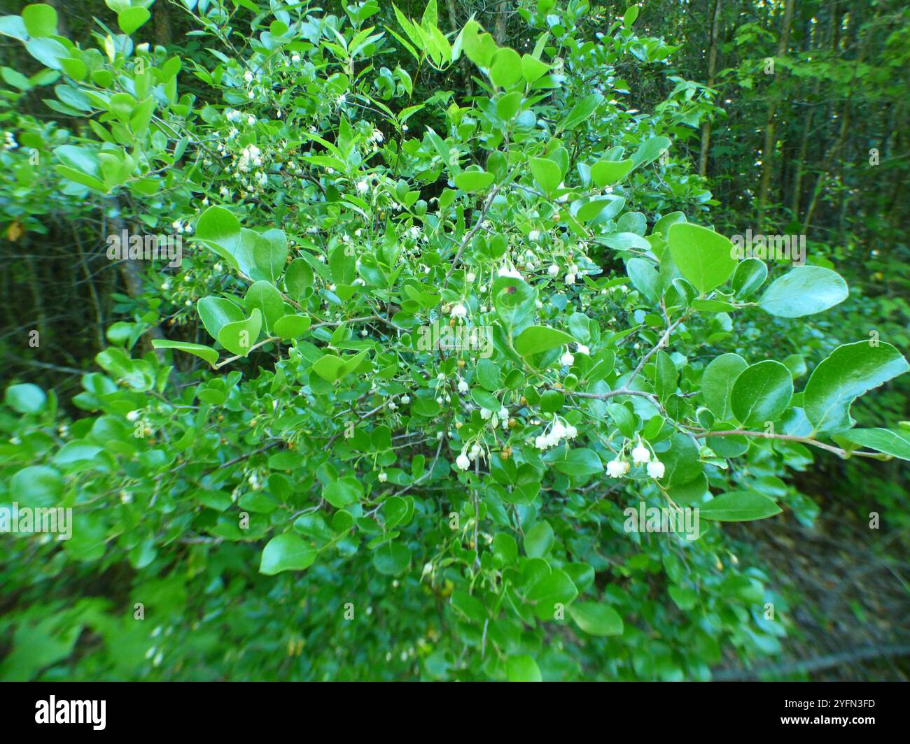 sparkleberry (Vaccinium arboreum Stock Photo - Alamy