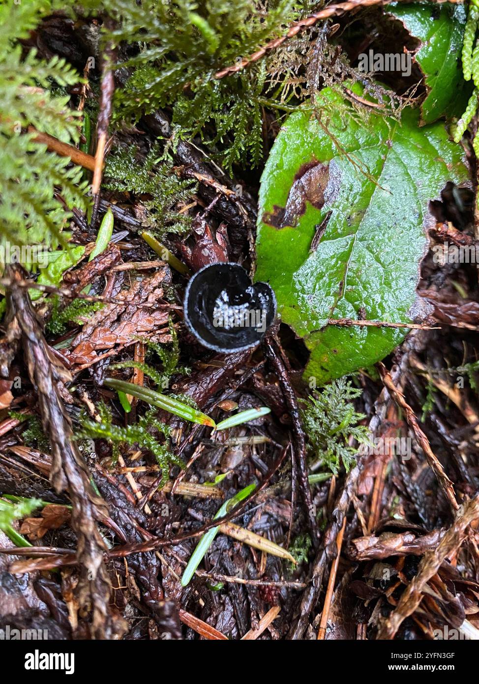 Plectania hi-res stock photography and images - Alamy