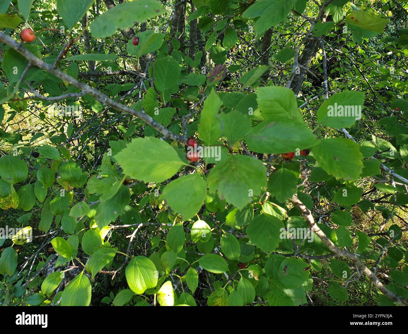 Brainerds hi-res stock photography and images - Alamy