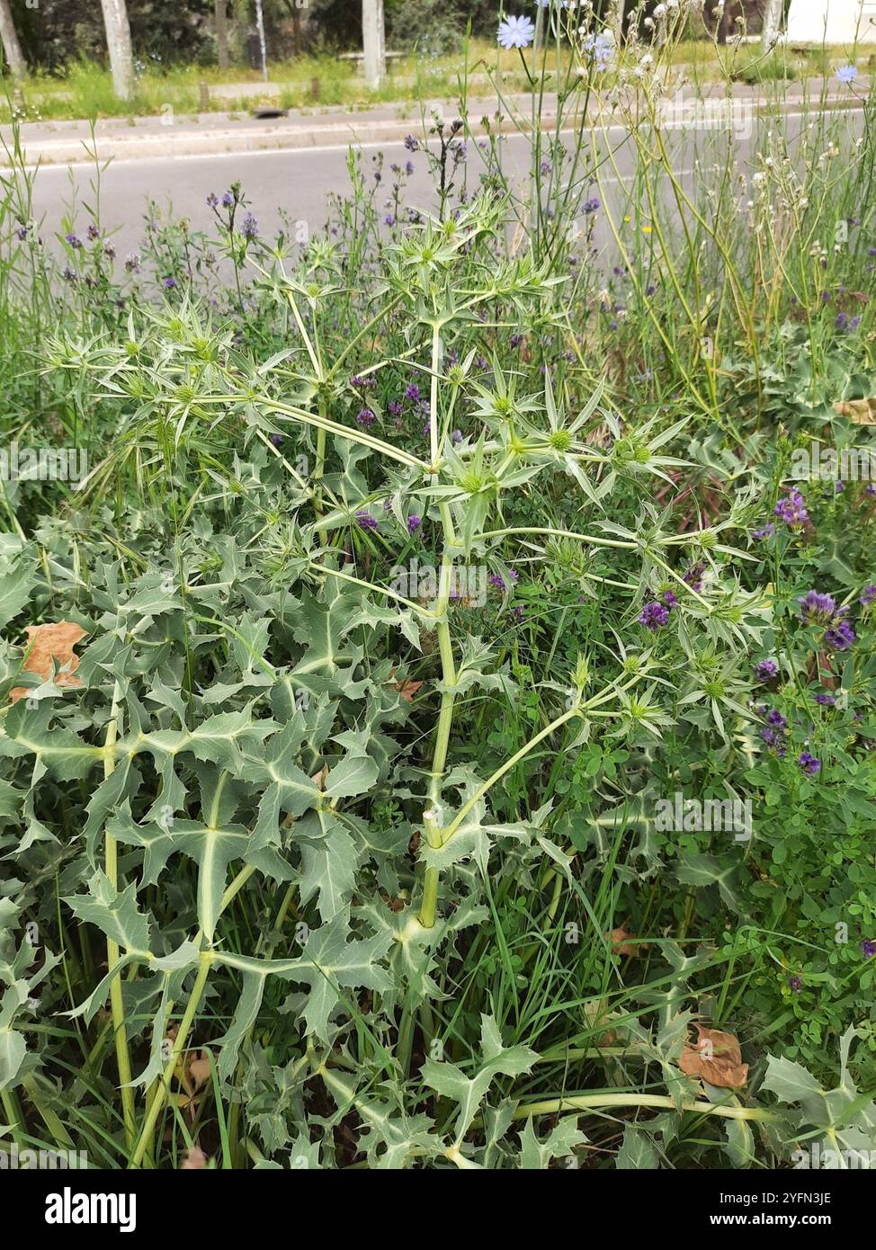 Field Eryngo (Eryngium campestre Stock Photo - Alamy
