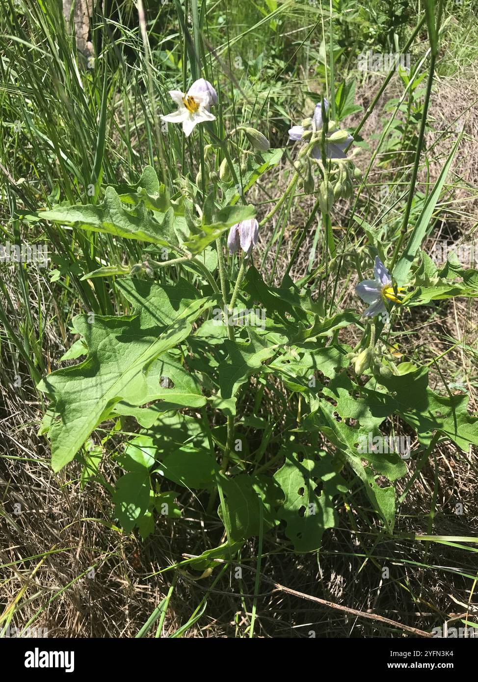 western horsenettle (Solanum dimidiatum Stock Photo - Alamy
