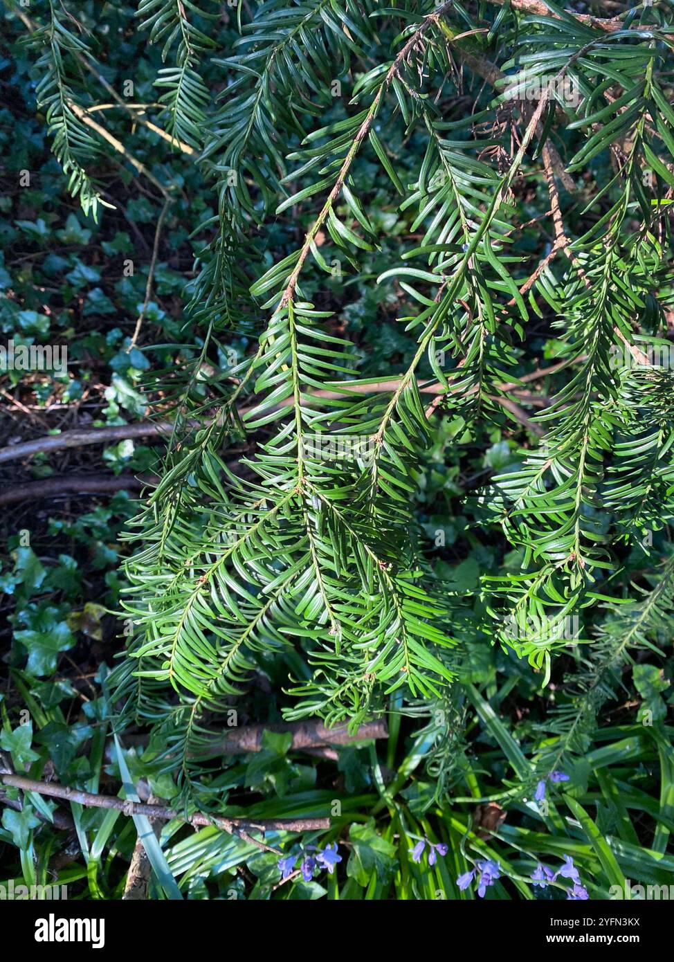 common yew (Taxus baccata Stock Photo - Alamy