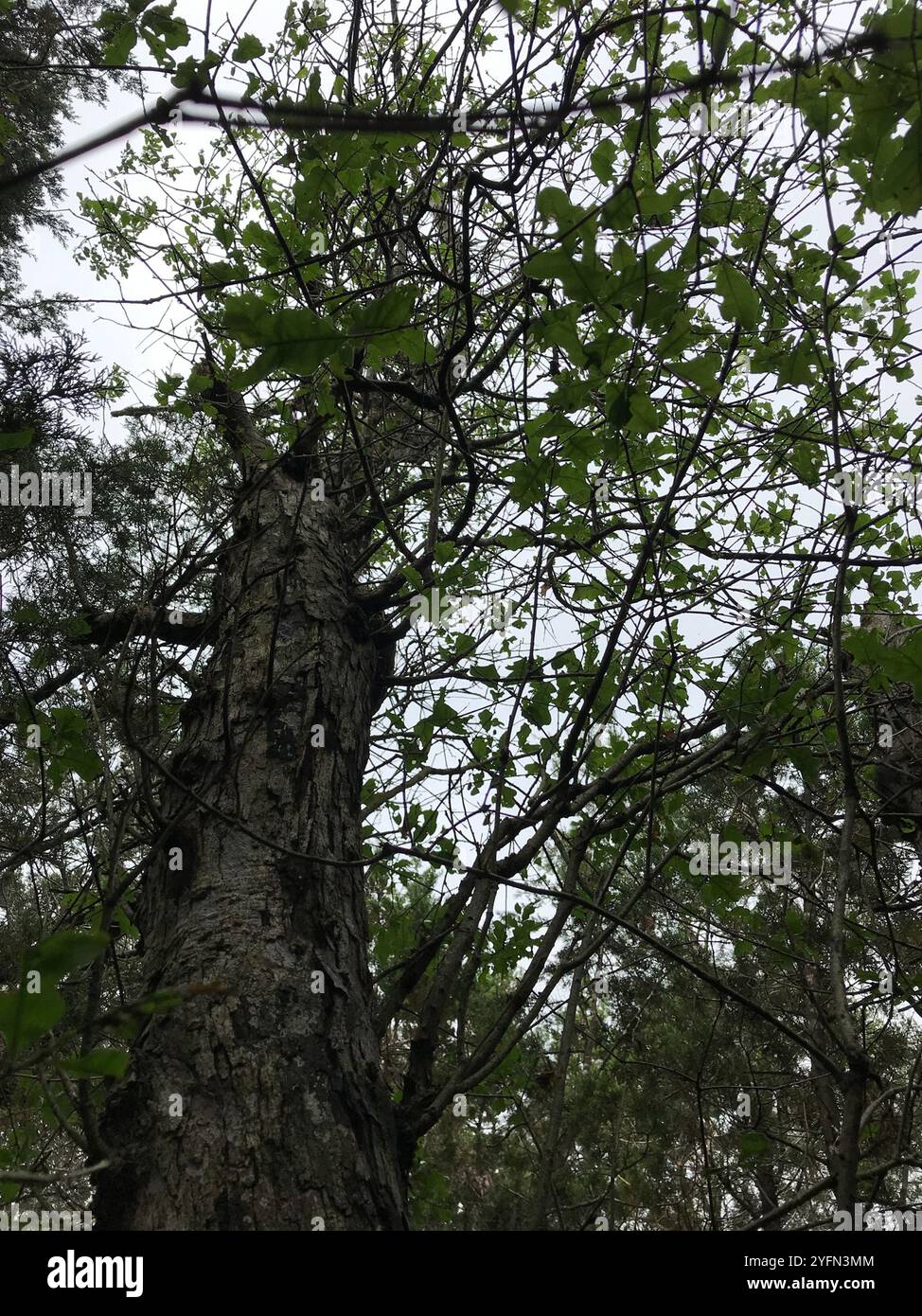 White Shin Oak (Quercus sinuata breviloba Stock Photo - Alamy