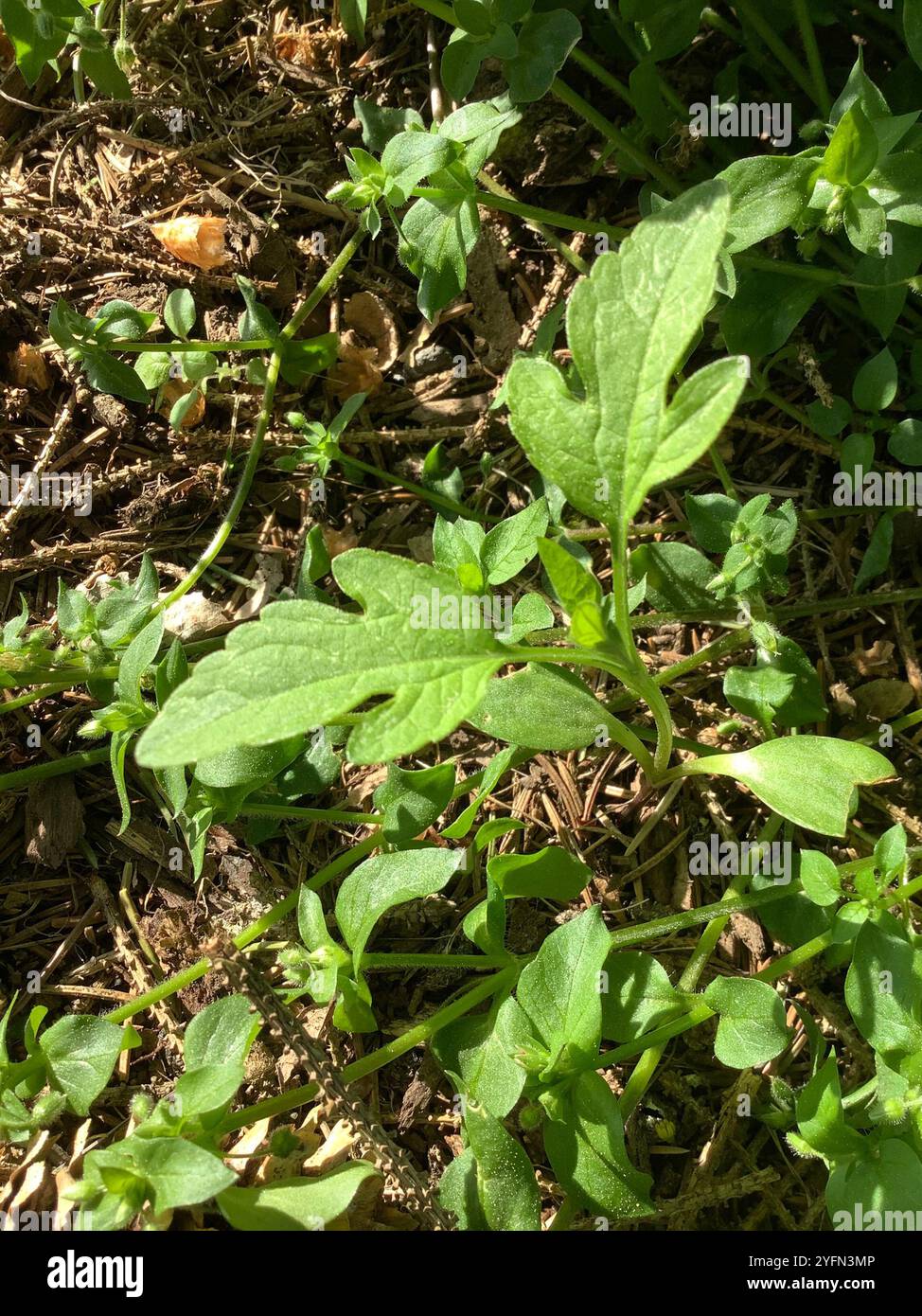 giant ragweed (Ambrosia trifida Stock Photo - Alamy