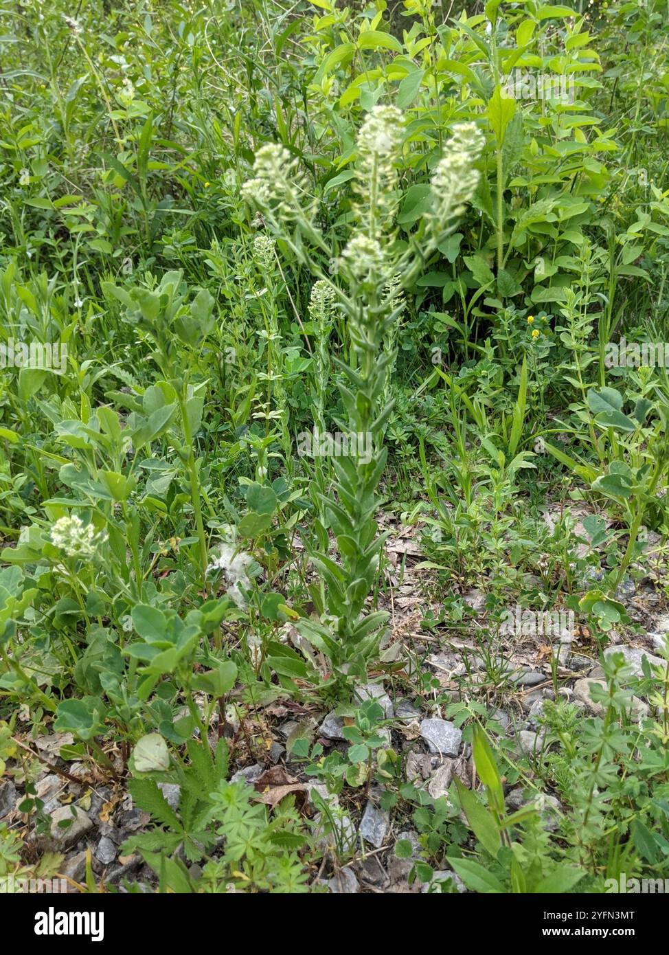 field peppergrass (Lepidium campestre Stock Photo - Alamy