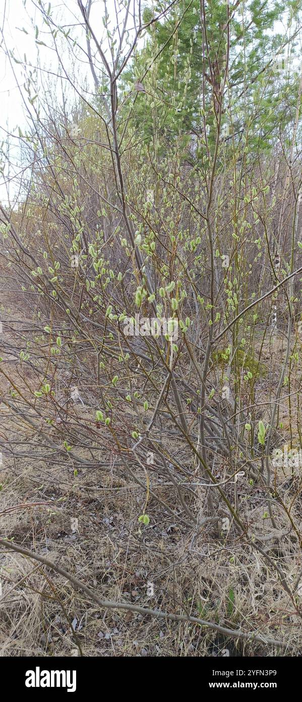 goat willow (Salix caprea Stock Photo - Alamy