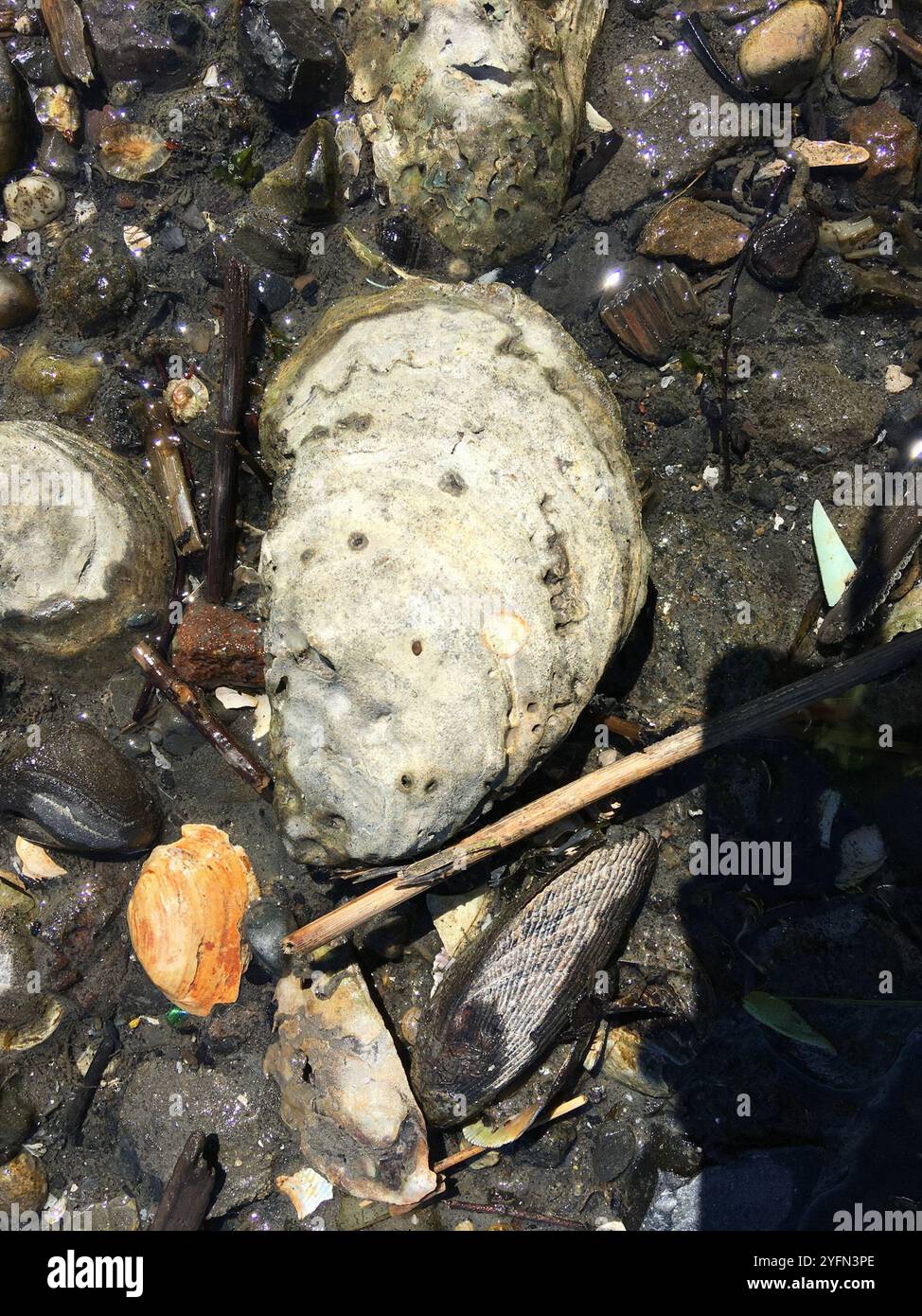 Eastern Oyster (Crassostrea virginica Stock Photo - Alamy