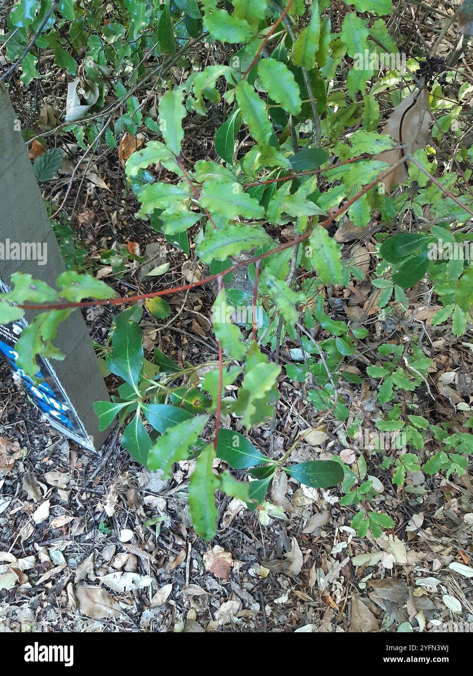 Māpou (Myrsine australis Stock Photo - Alamy