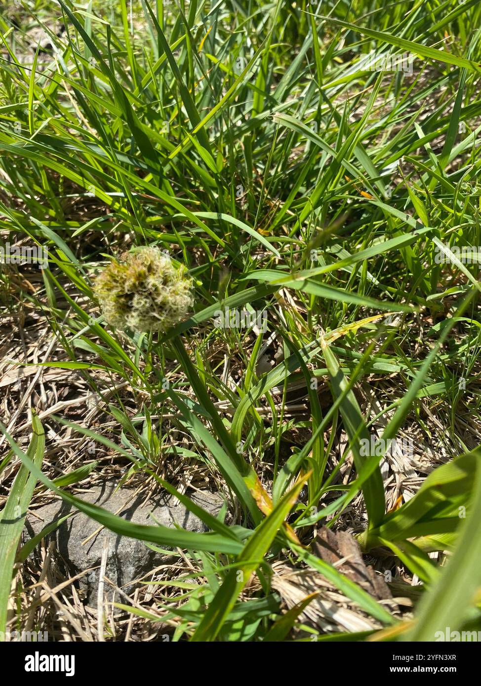 big-head sedge (Carex macrocephala Stock Photo - Alamy