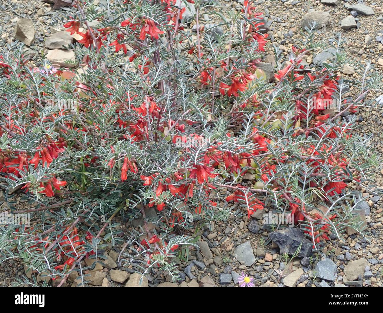 cancer bush (Lessertia frutescens Stock Photo - Alamy
