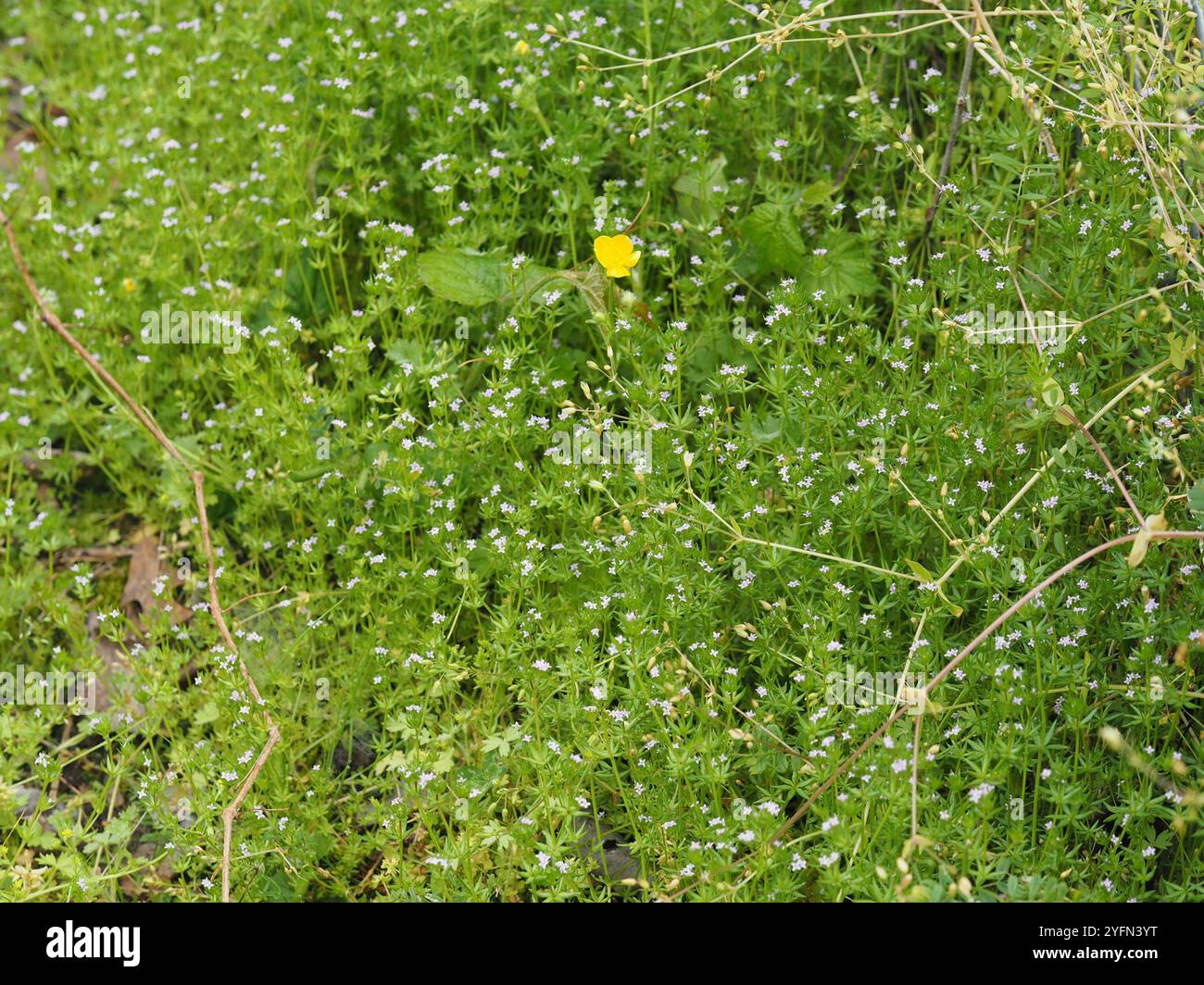 Field madder (Sherardia arvensis Stock Photo - Alamy