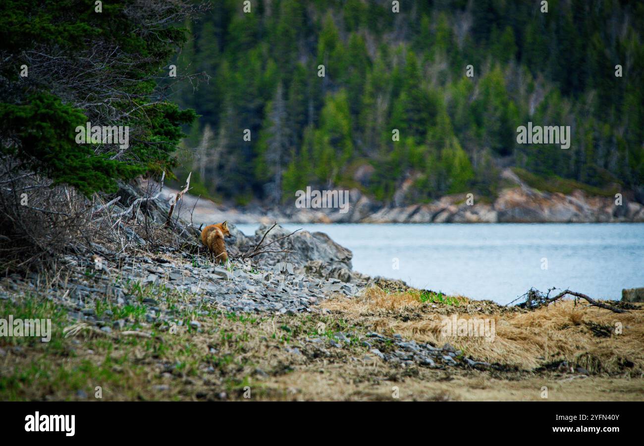 Fox renard hi-res stock photography and images - Alamy