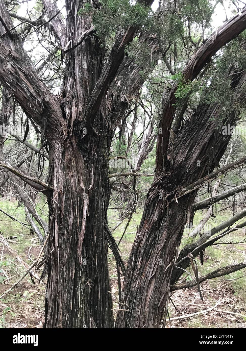 Ashe juniper (Juniperus ashei Stock Photo - Alamy