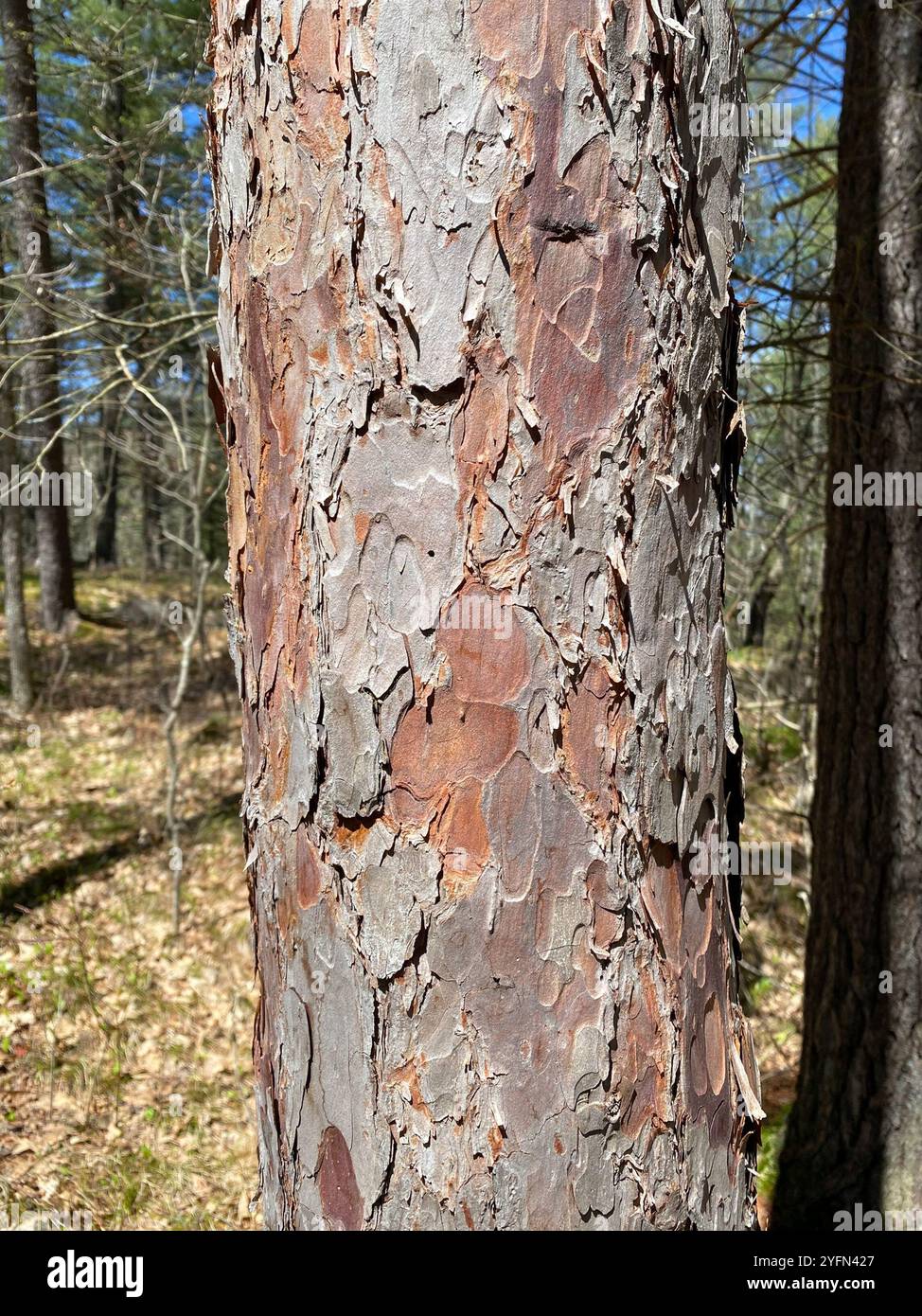 red pine (Pinus resinosa Stock Photo - Alamy