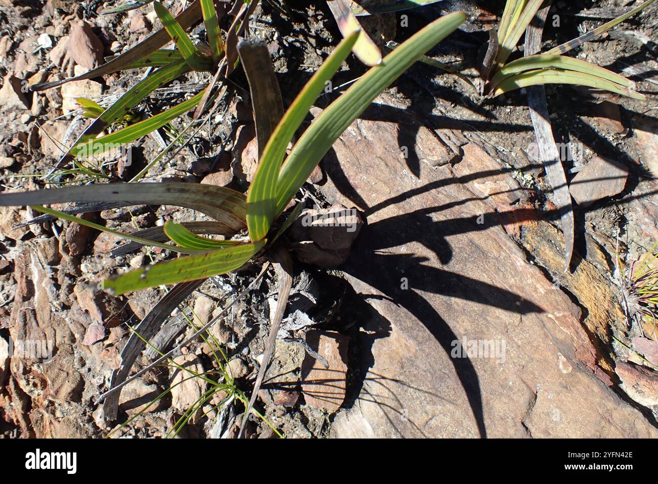 Corymbium hi-res stock photography and images - Alamy