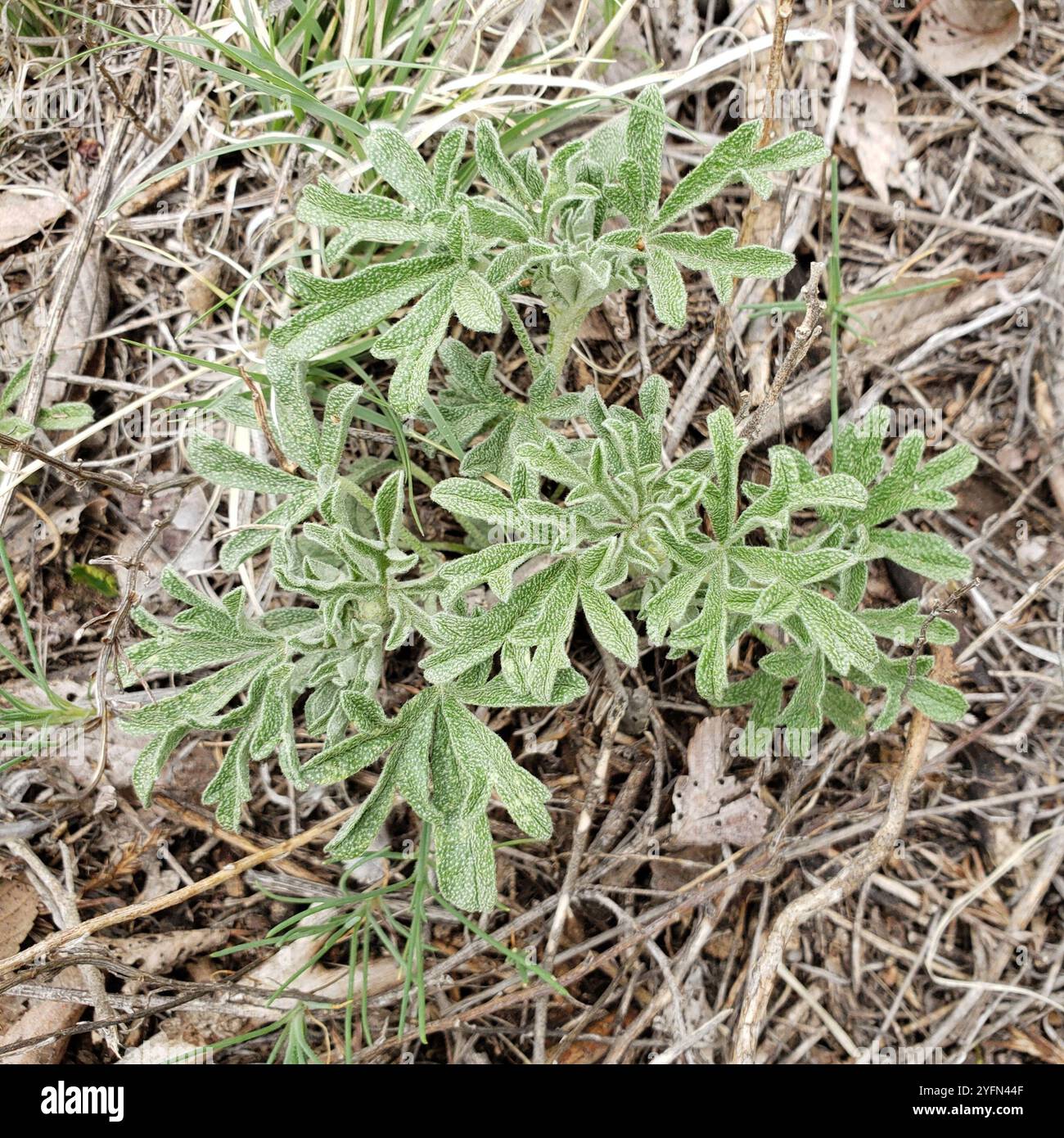 Scarlet Globemallow (Sphaeralcea coccinea Stock Photo - Alamy