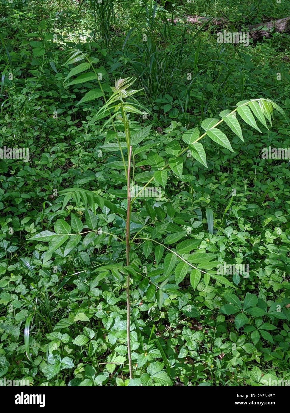 tree-of-heaven (Ailanthus altissima Stock Photo - Alamy
